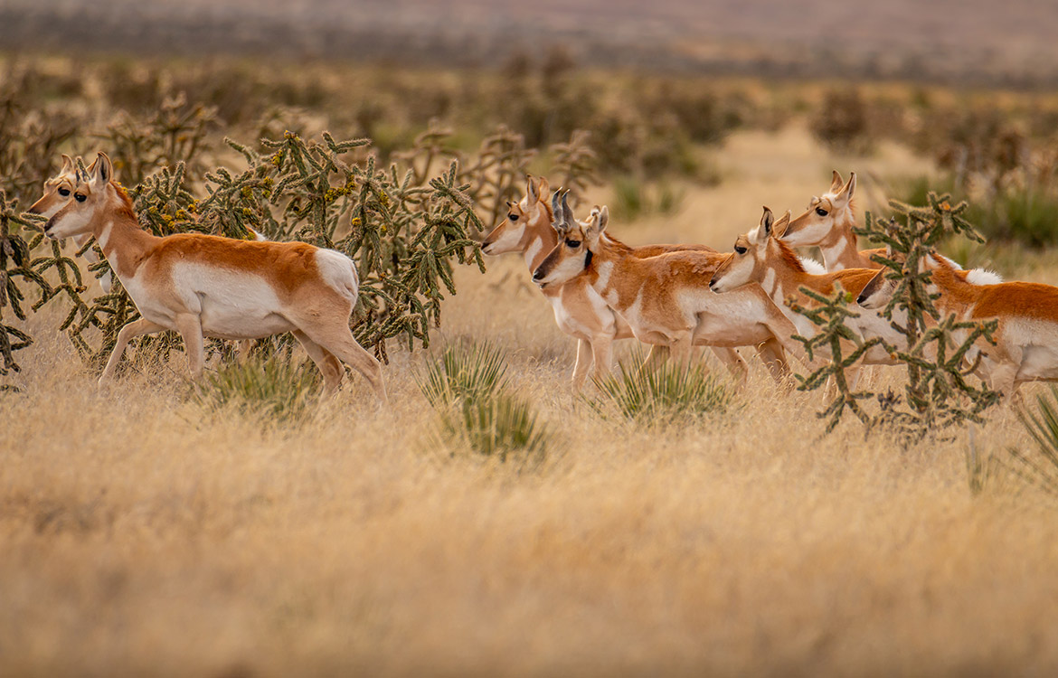 Hidden Ranch 5110 Acre Ranch For Sale In New Mexico