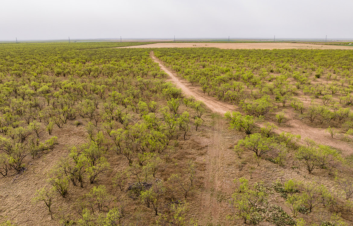 BRB Ranch 519 Acre Ranch For Sale n Concho County