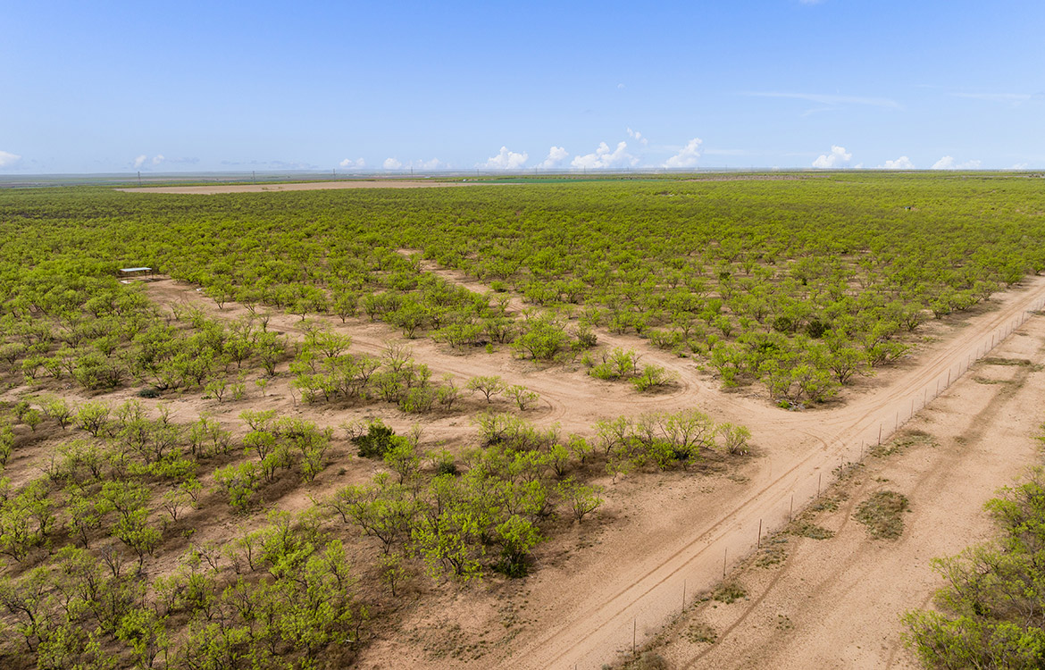 BRB Ranch 519 Acre Ranch For Sale n Concho County