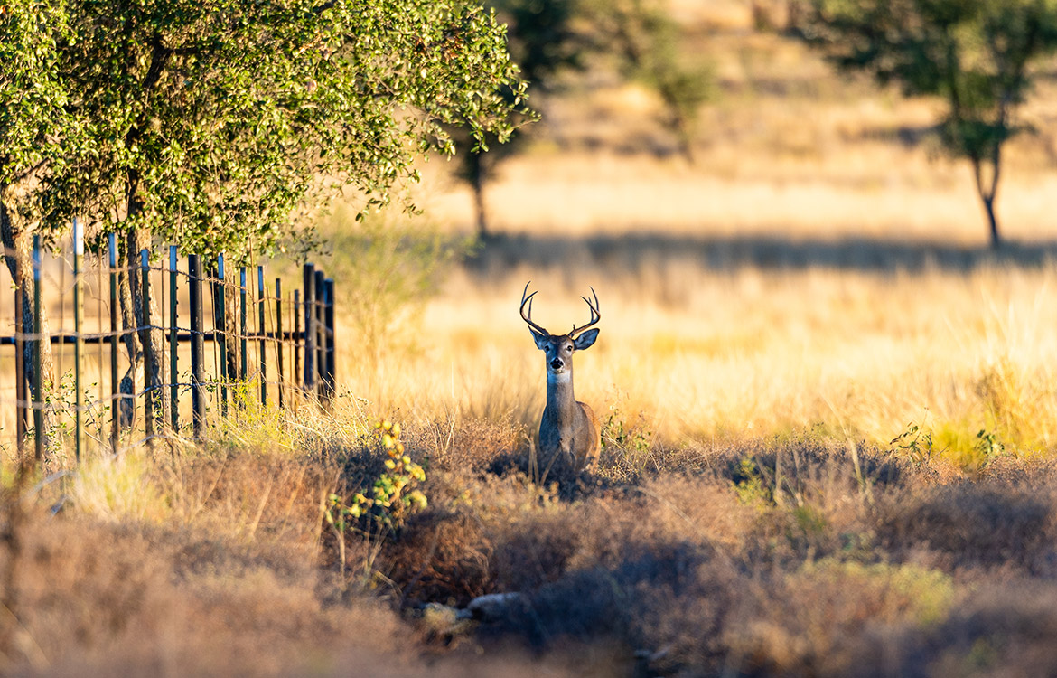 Naked Indian Ranch 2676 Acre Ranch For Sale in Uvalde County