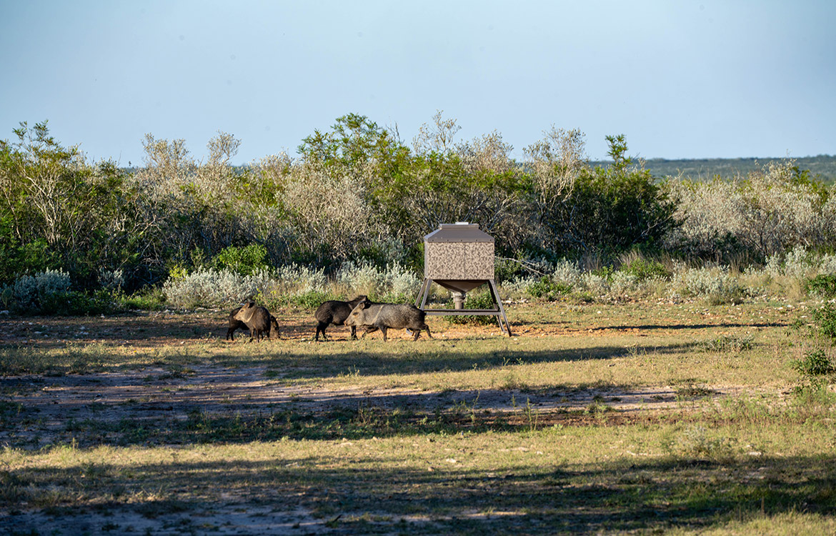 Double M Ranch 221 Acre Ranch For Sale In Duval County