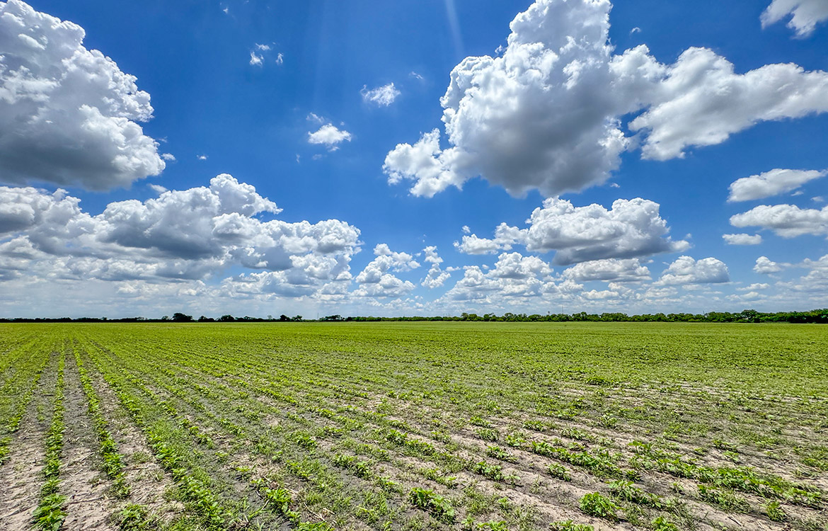 Santa Maria 3G Ranch 65 Ac. Farm Sold in Jim Wells County