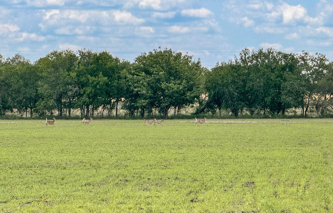 Santa Maria 3G Ranch 65 Ac. Farm Sold in Jim Wells County